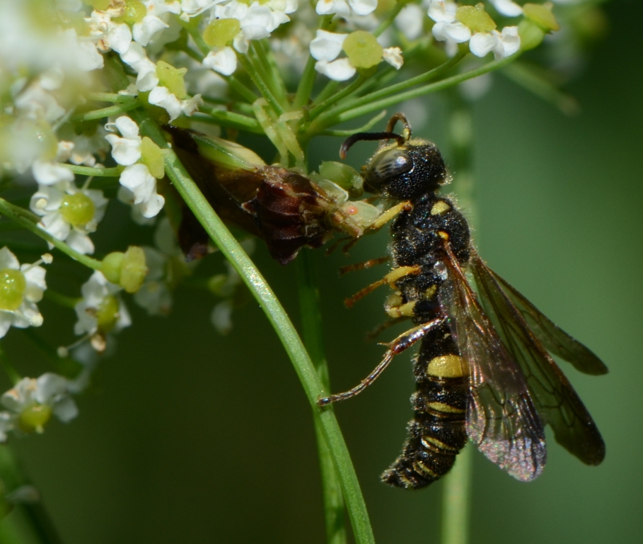 Ohio Birds and Biodiversity: Ambush bug