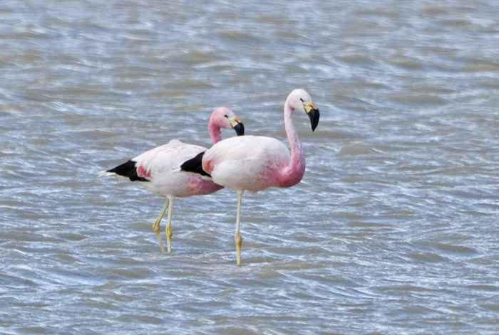 Flora y fauna emblemáticas: Parina grande – Phoenicoparrus andinus
