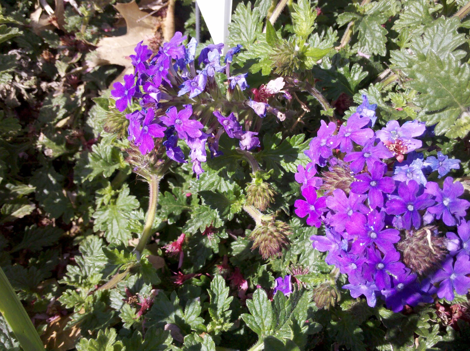 Welcome to the Pitt County Arboretum: HOMESTEAD PURPLE VERBENA IN BLOOM NOW