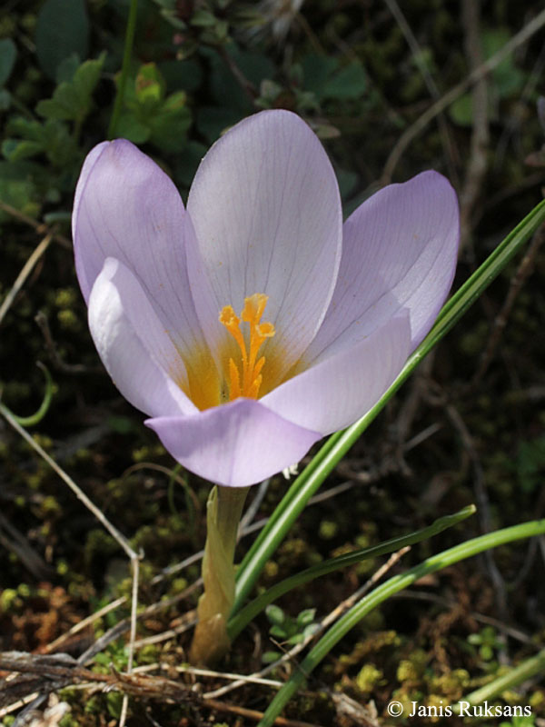 The Country Of Crocuses: Crocus sieberi subsp. atticus (C. atticus )