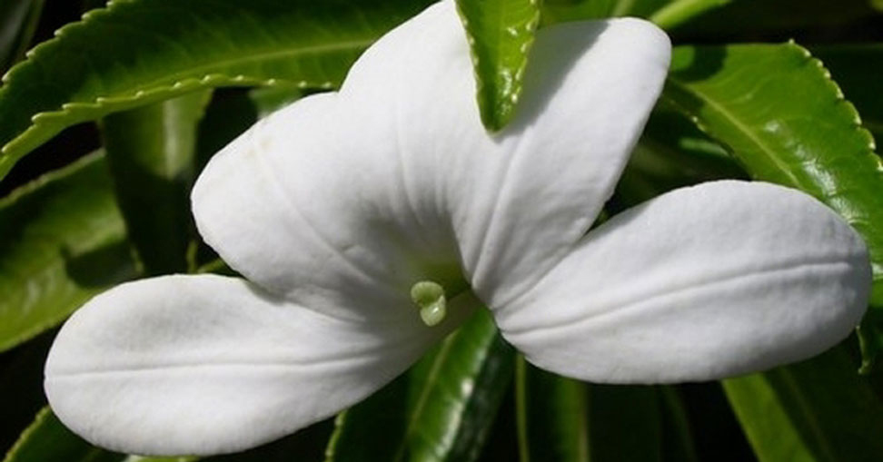 Tahiti, ses îles et autres bouts du monde: Le Tiare Apetahi