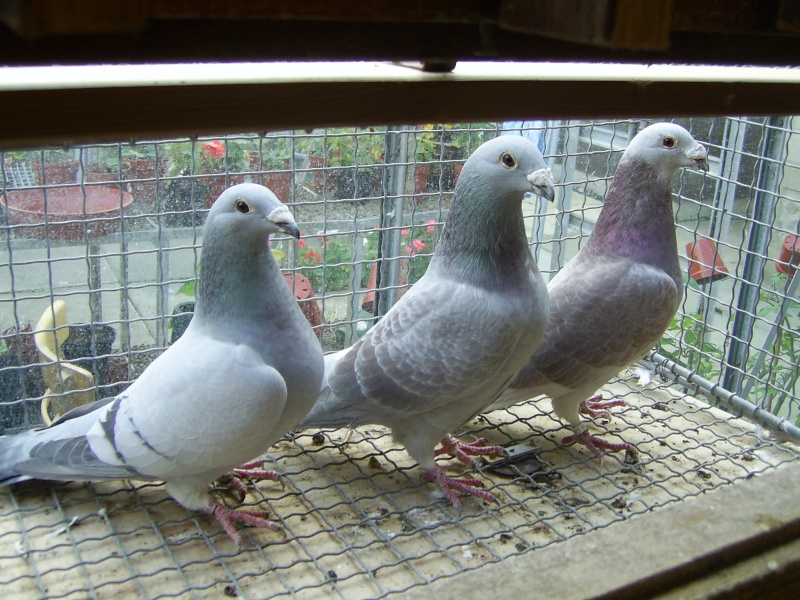 British Show Racer ~ All about Birds