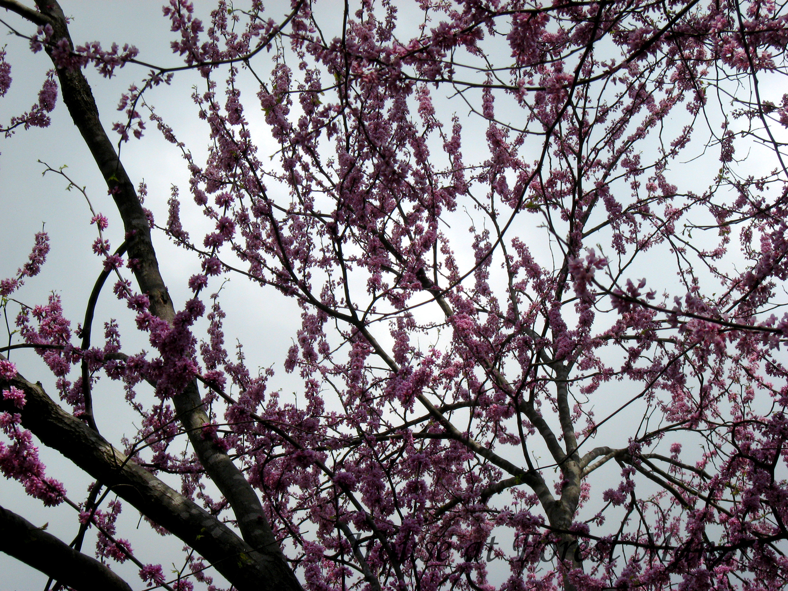 House at Forest Manor: An Ode to the Redbud