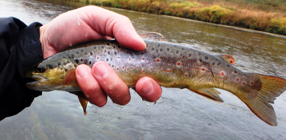 Mountains, Rivers, & Trout: October Summary: Fall Baetis Hatch (& Some ...
