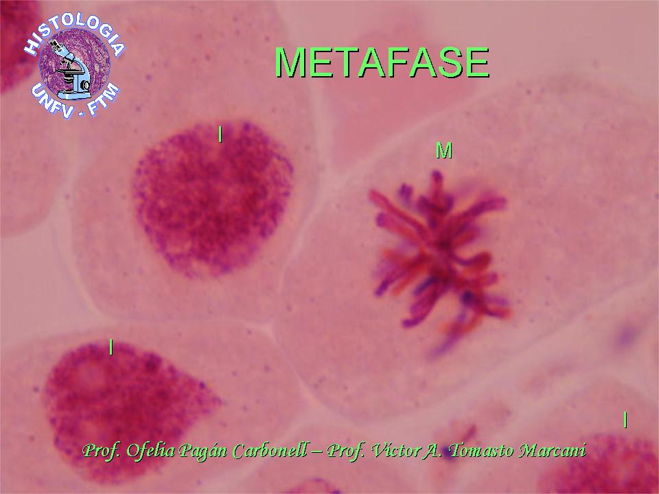 BLOG BIOLOGÍA Y GEOLOGÍA