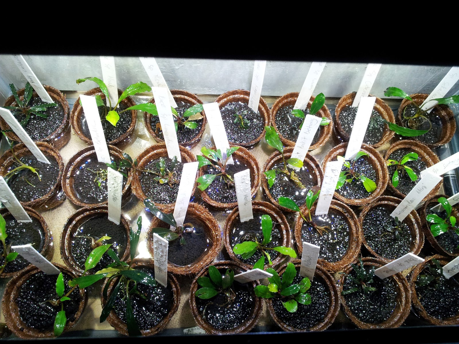 Bucephalandra Emersed and Submersed Tanks | The Planted Tank Forum