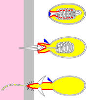 Parasitophilia: Parasitic Jellyfish?!?!?! Meet Polypodium hydriforme!