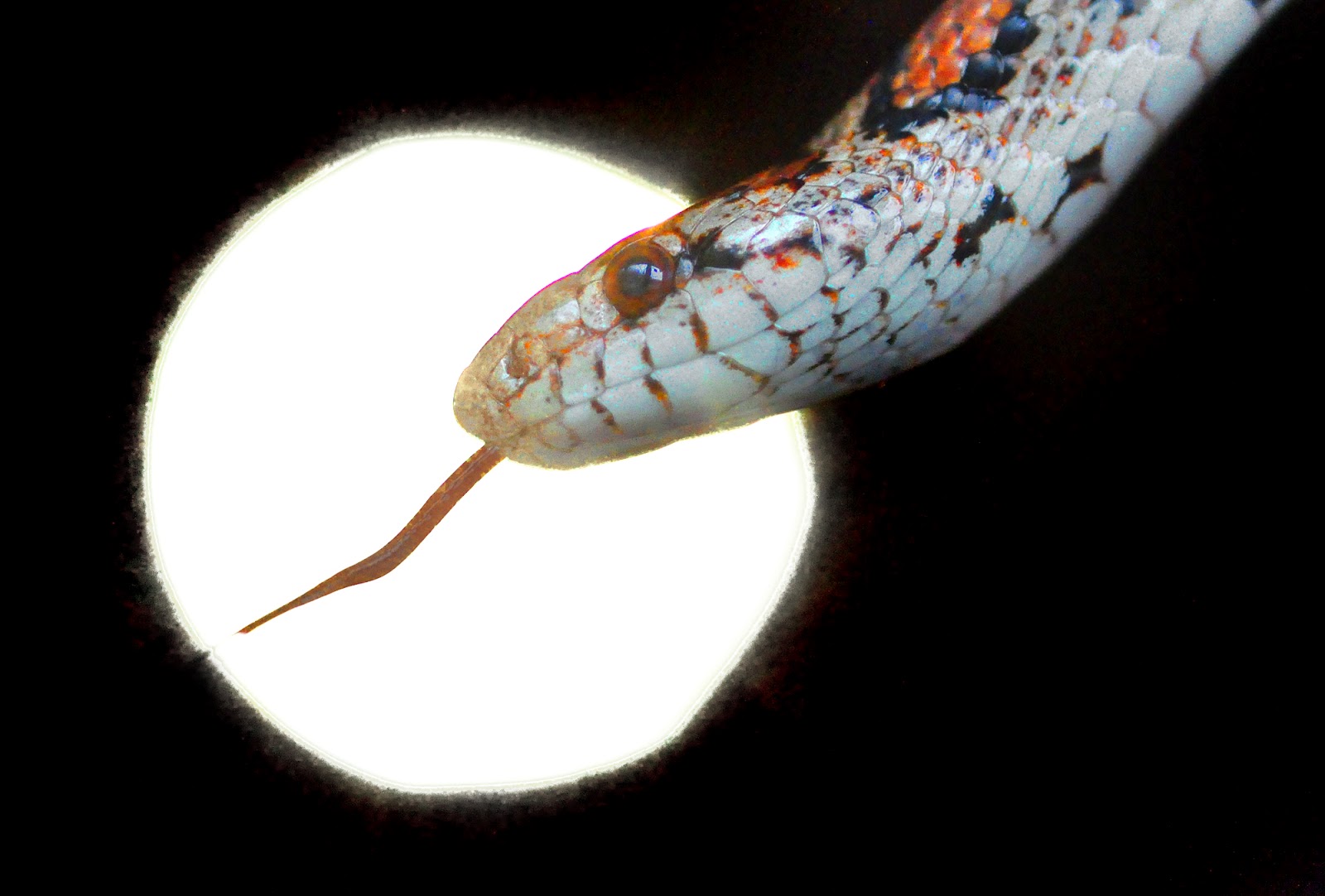 Life's a snapshot: Ann Rutledge is the 'snake lady'