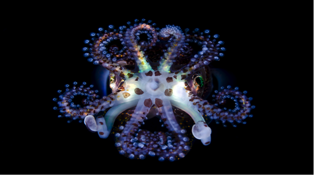 Oceanside Museum of Art: Underwater Photography Winners