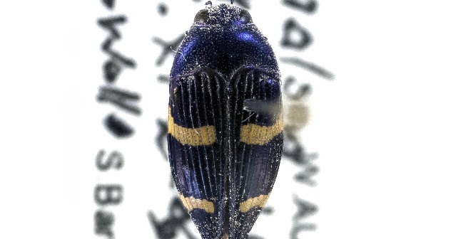 Variety of Life: Polycestinae