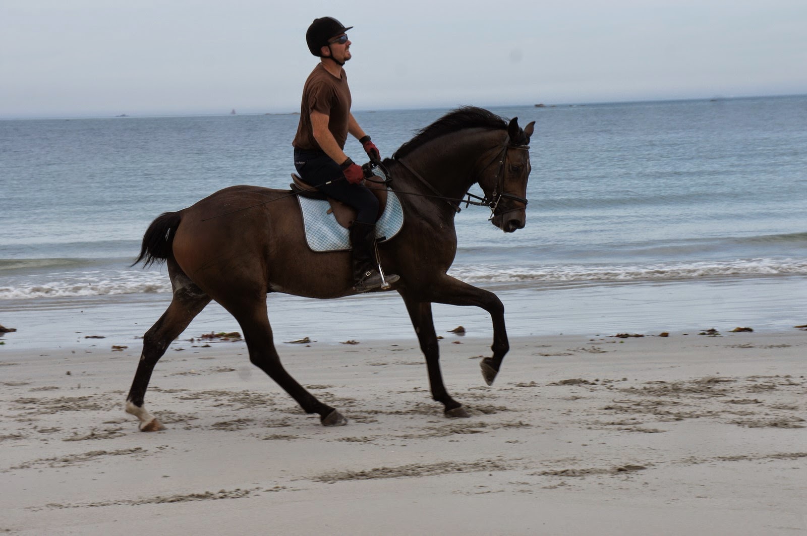 Ecuries Coursin: A... comme Adonis, un vrai Rubens