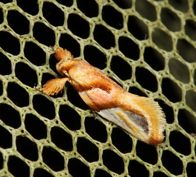 BunyipCo: November 2011