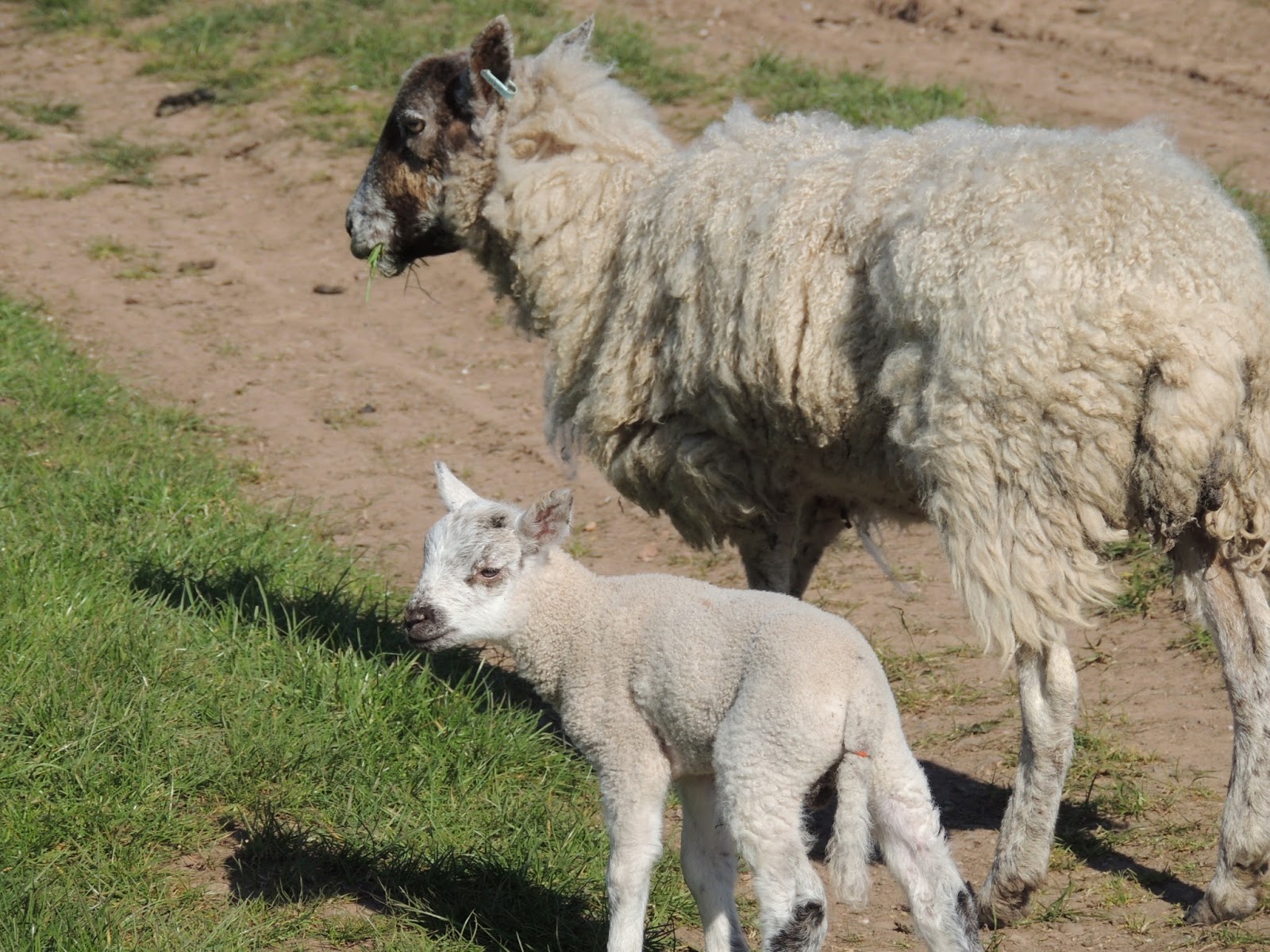 Love your neighbour: Photos: birds and sheep!
