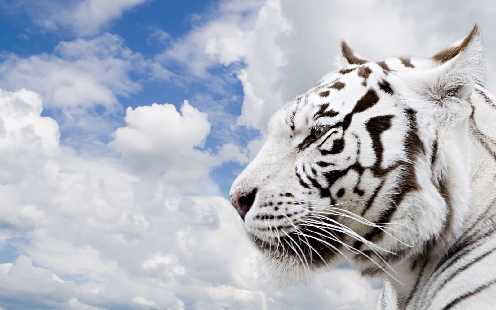 THE ANIMAL WILDLIFE: HARIMAU PUTIH ( WHITE TIGER )