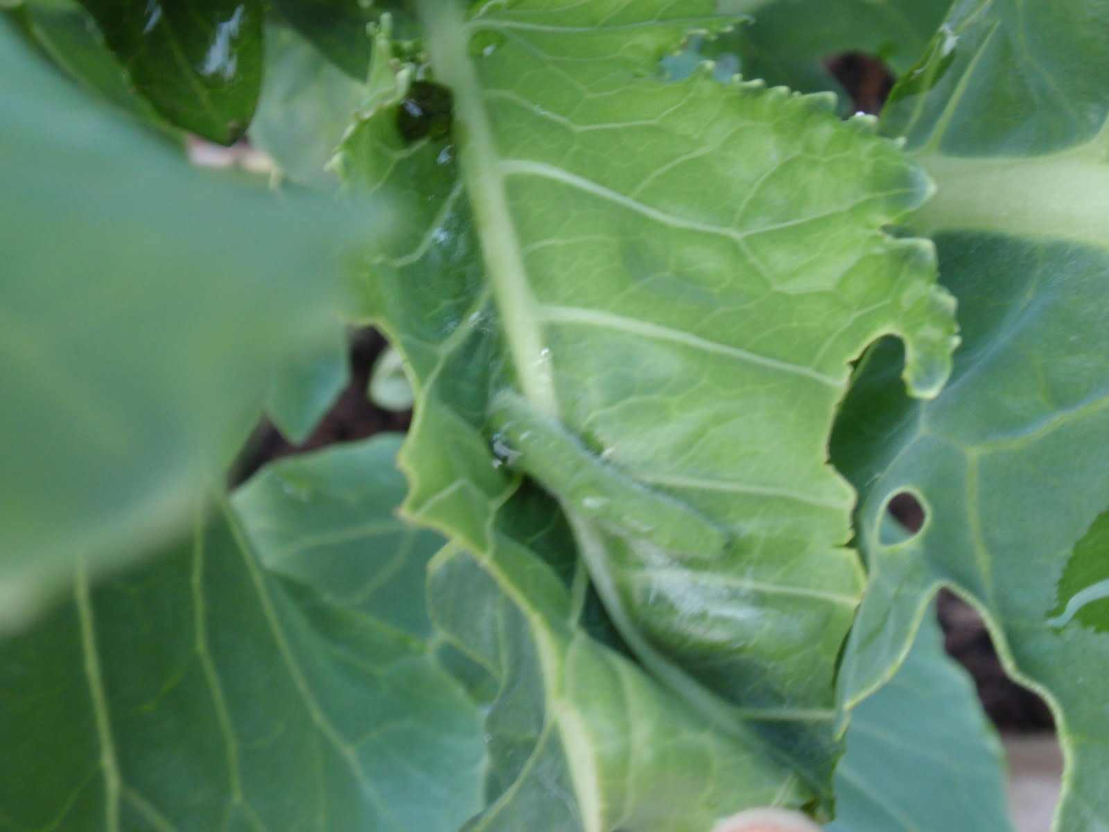 heather's vegetable garden: Cabbage Worm