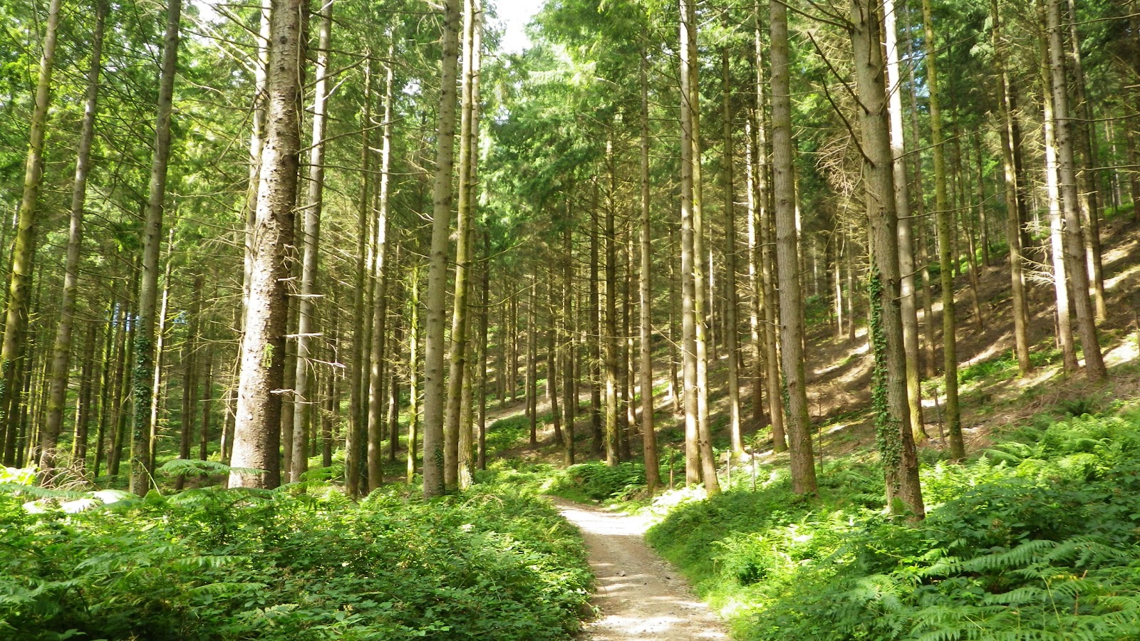 My Dartmoor Walks: Tuesday 3rd September The Templar Way