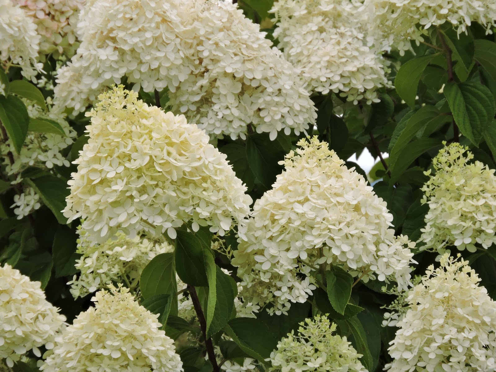 Scene Through My Eyes: Mosaic Monday - Hydrangeas