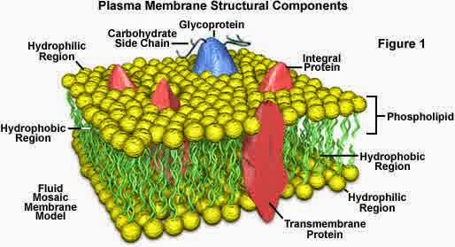 Transport Mechanism On Plasma Membrane - Learning Biology Online