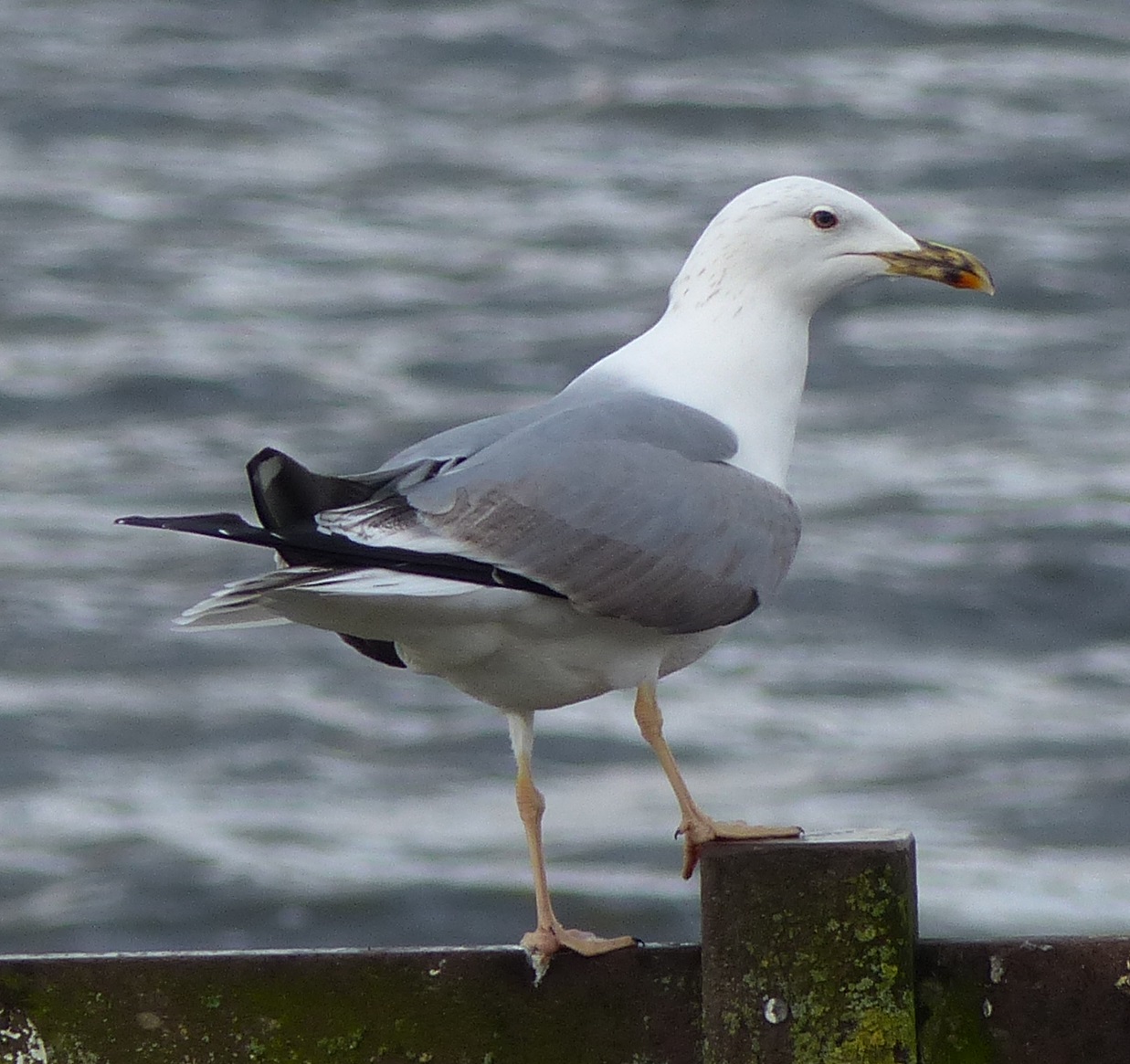 A Field Notebook: More from the roost - Yellow-legged gull fest