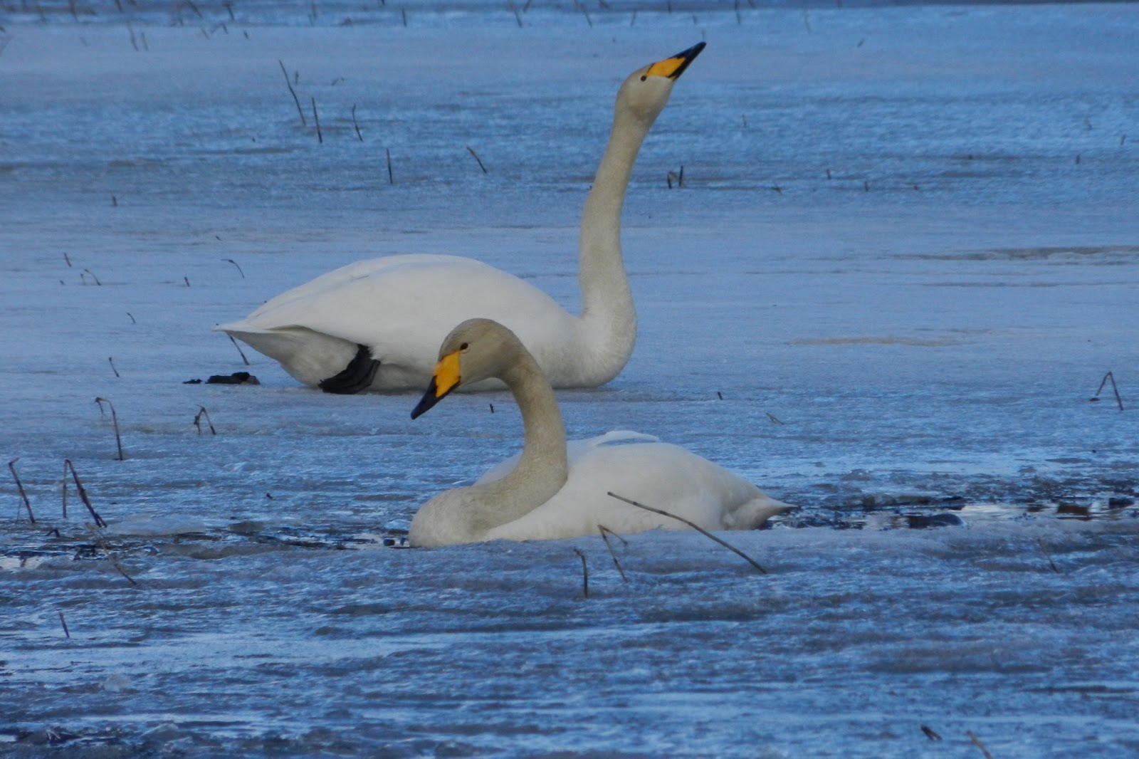 il nostro nord del mondo: I cigni selvatici salutano e ringraziano