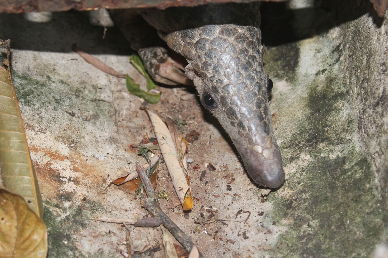 Bedouin Mama: Pangolin down the drain