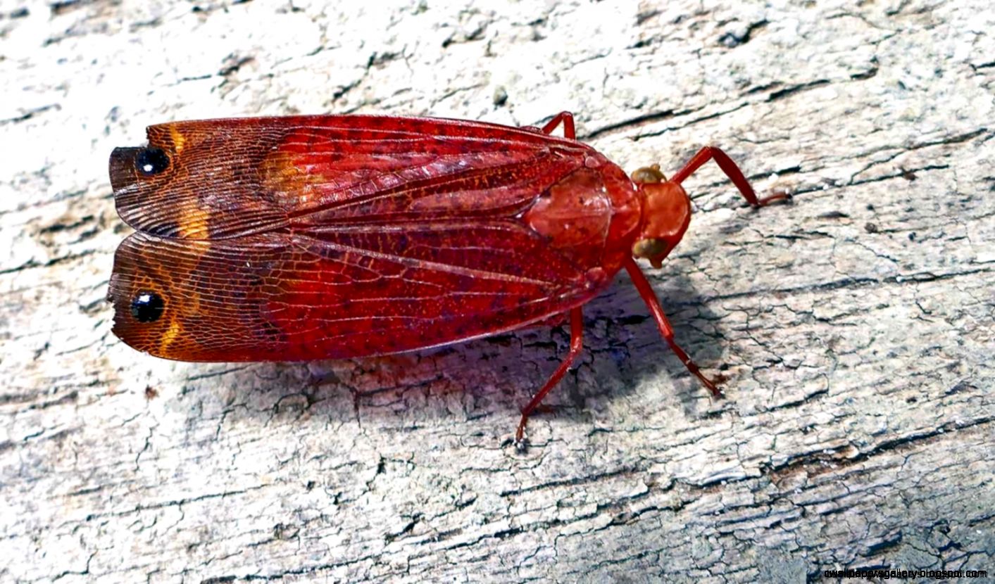 Bright Red Ants | Wallpapers Gallery