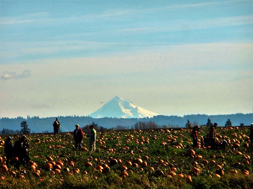 Damroot - Winter Squash Halwa