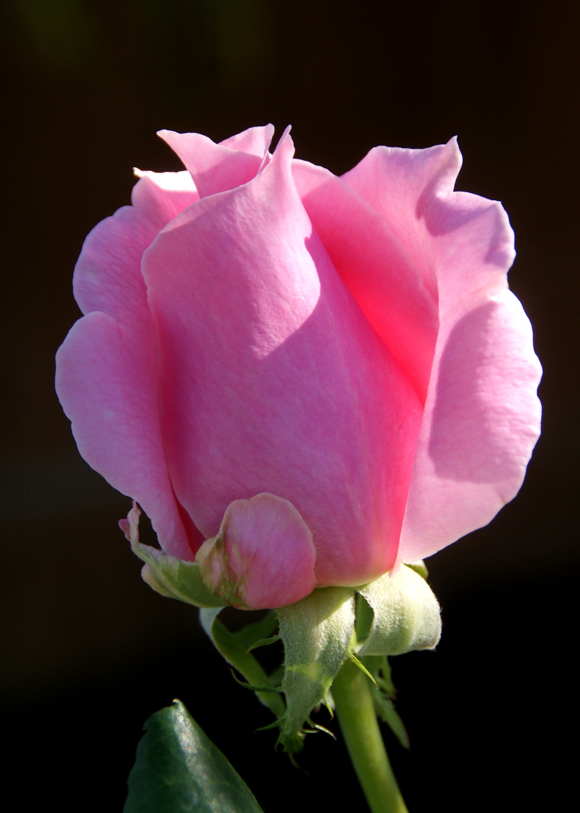 Organic Garden Dreams