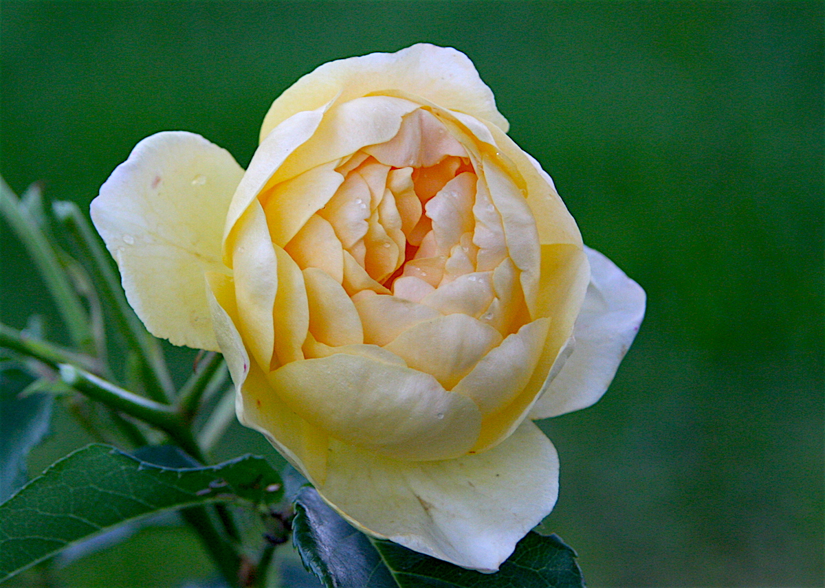Skomakerbekken: Rosa 'Graham Thomas'