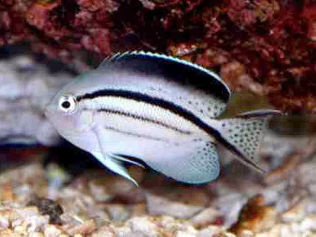 Angelfish - Ikan Angel