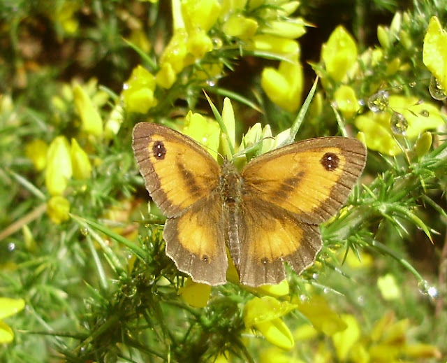 Mariposas y orugas (Volvoretas e eirugas): mayo 2013