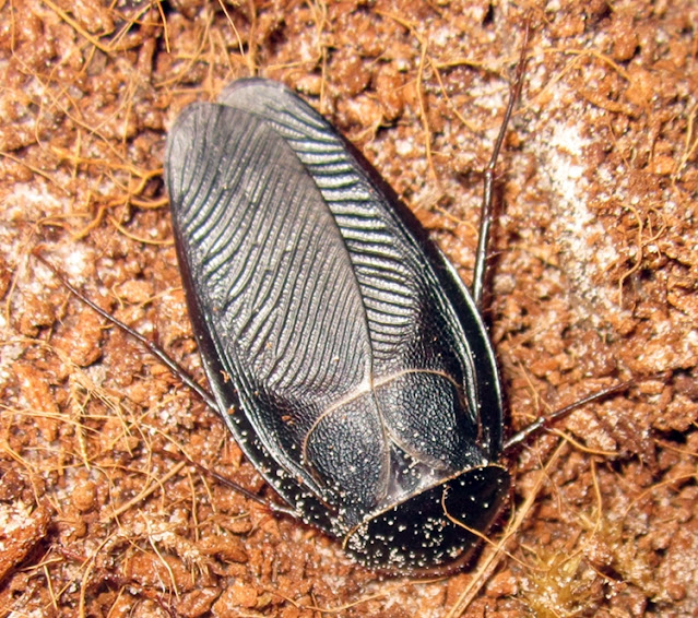 Invertebrate Dude: Polyphaga Updates!