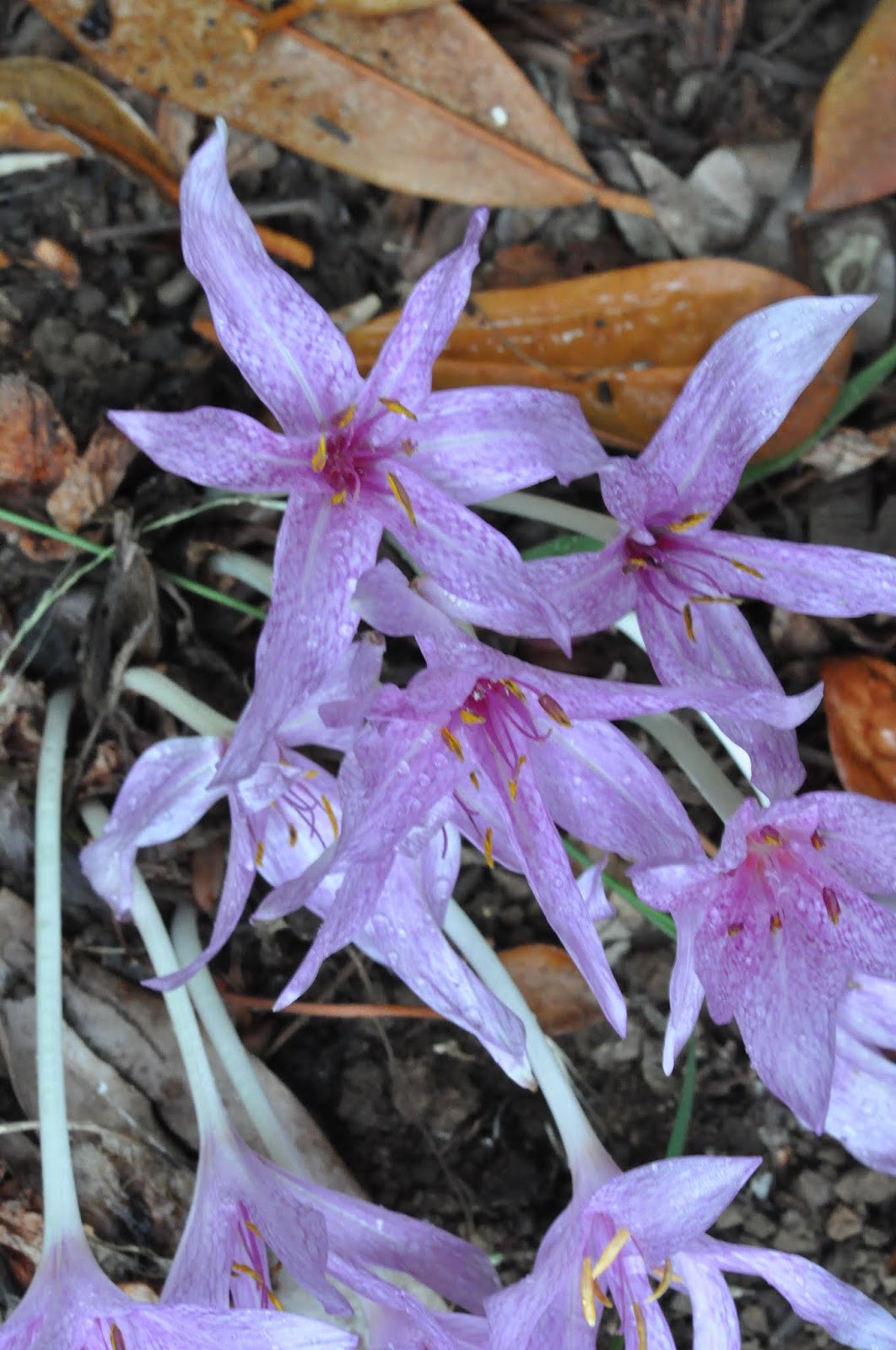 Alpine Garden Society Victorian Group: Colchicum.