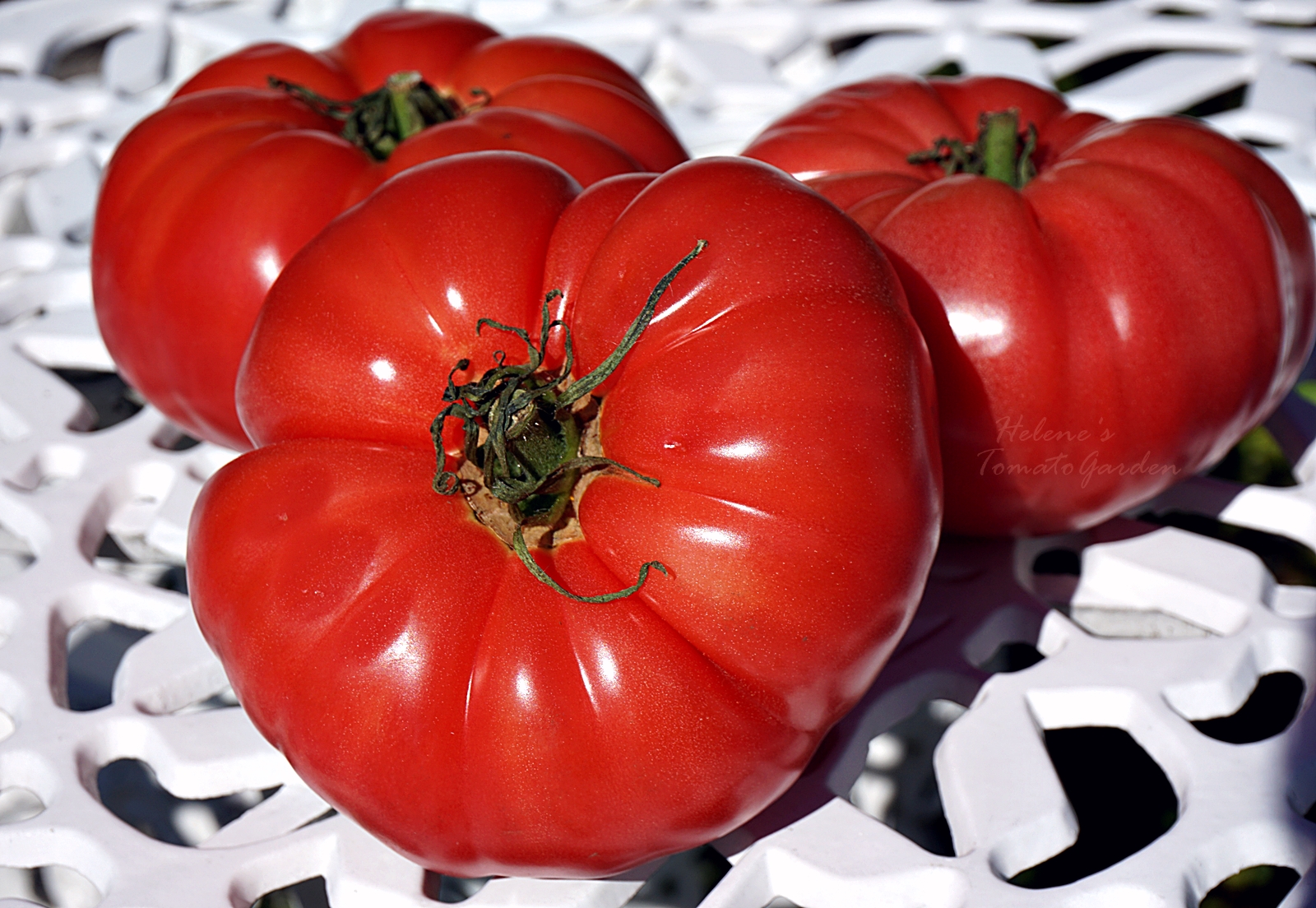 Helenes Tomater: Pomidory Malinowe