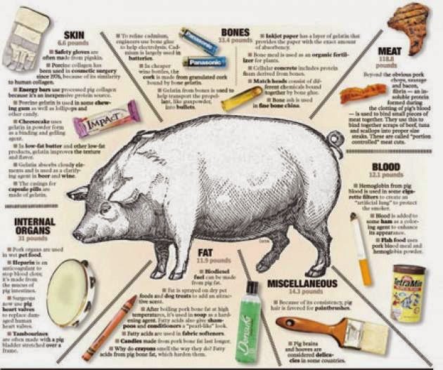 Waspada, Babi Menginvasi Kehidupan Kita (1) ~ Warisan Ulama Dunia