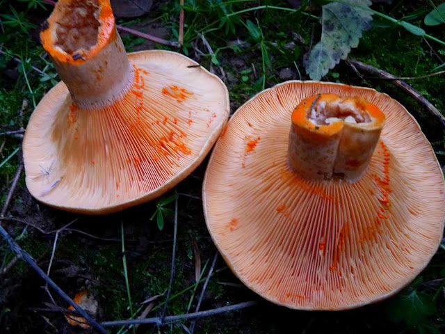r o b i n 's y a r d: Lactarius