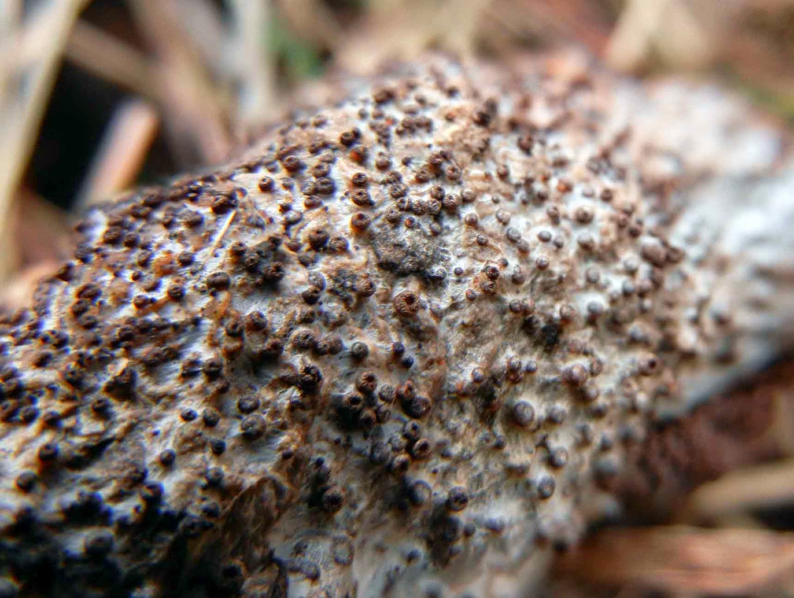 Weird and Wonderful Wild Mushrooms: A Poop & Scoop Ascomycete ...
