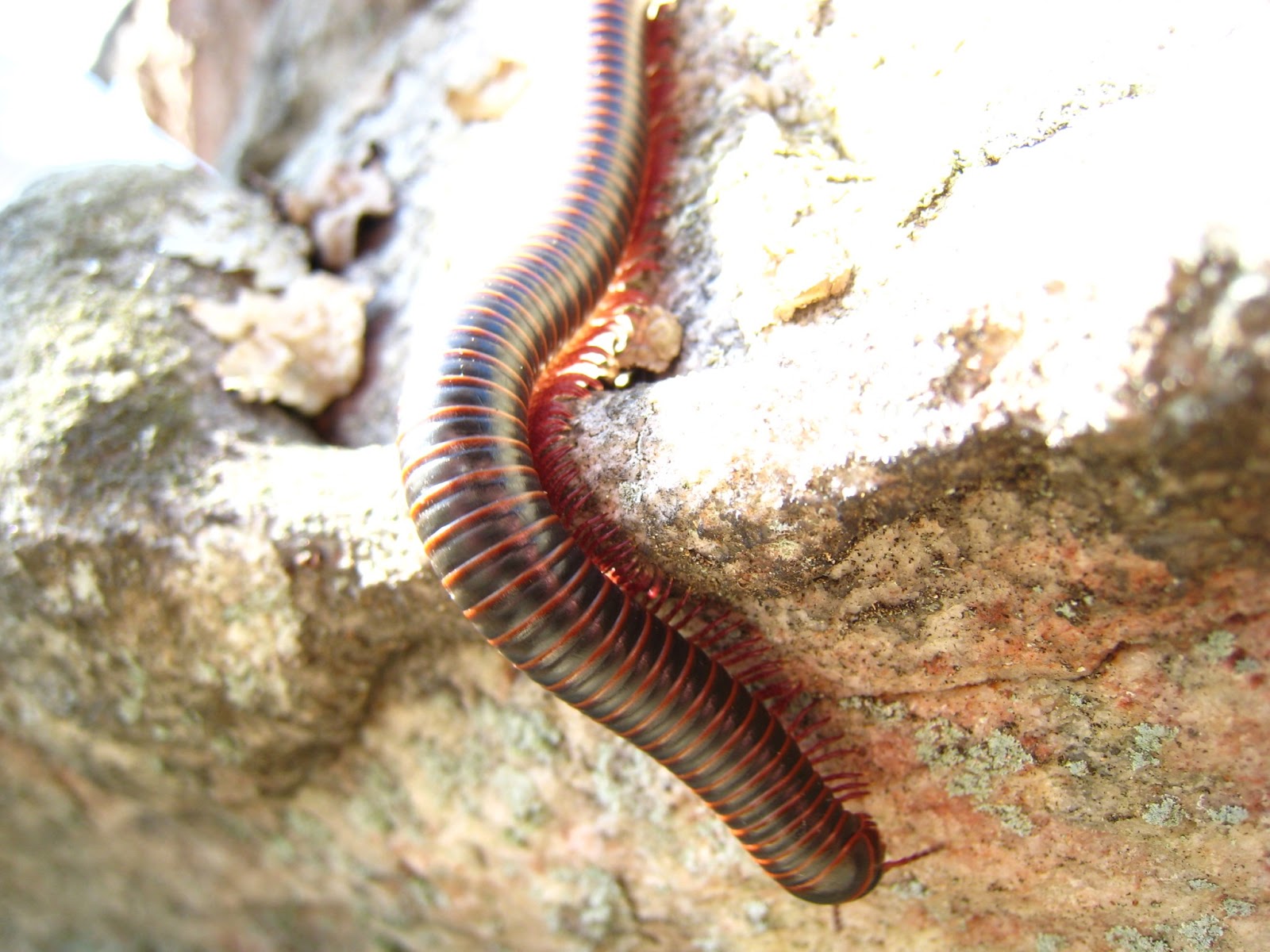 Wanderlust: Hawk Mountain (Kempton, Pennsylvania)