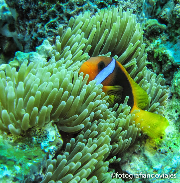 Buceo en Australia: la gran barrera de coral - Fotografiando Viajes Buceo en Australia: la gran barrera de coral - Fotografiando Viajes