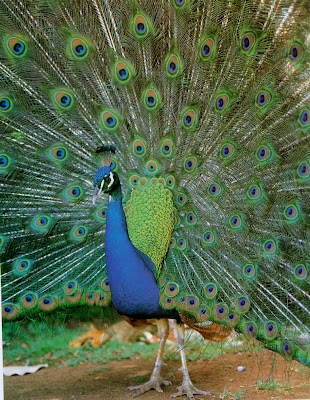 Peacock | The Life of Animals