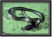 ESPECIES ENDÉMICAS DE QUITO: LA CULEBRA BOBA O CULEBRA VERDE