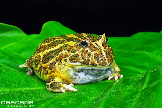 Pakan Katak dan Kodok Peliharaan | Lingkaran Indonesia