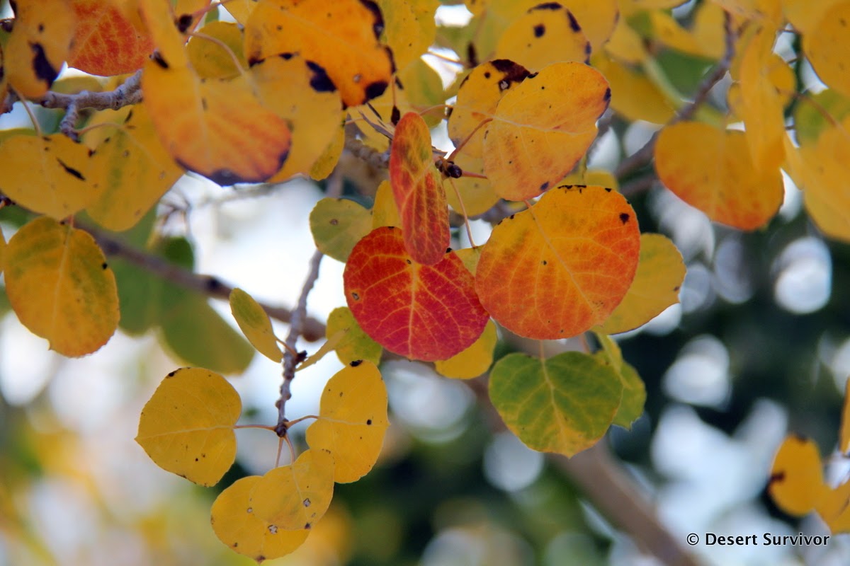 Desert Survivor: Fall Colors in Great Basin National Park
