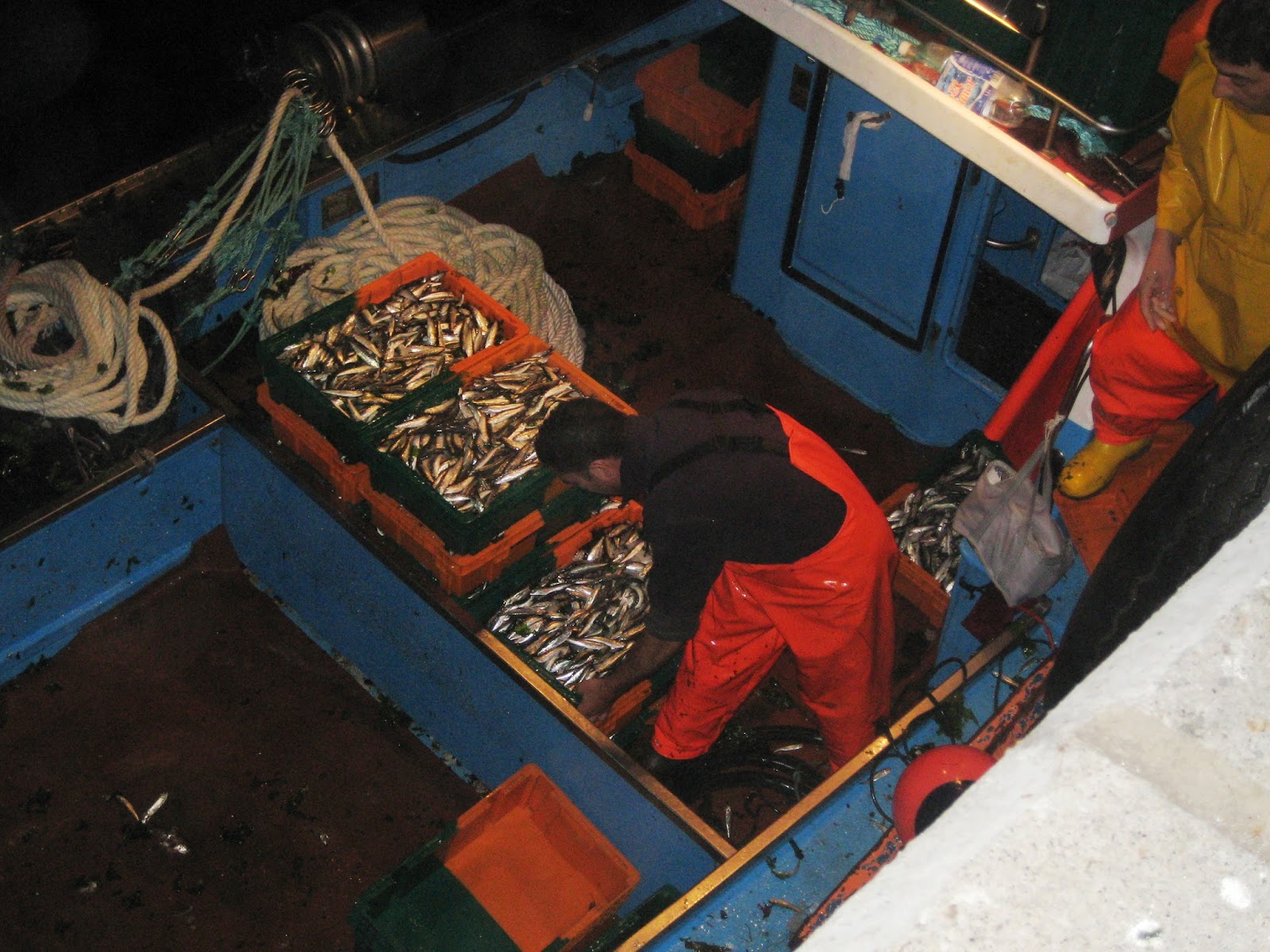 El rincón de Mundín: PESCADOS: LA SARDINA O PARROCHA O SOUBA O XOUBA