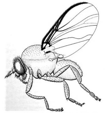 Variety of Life: Simuliidae