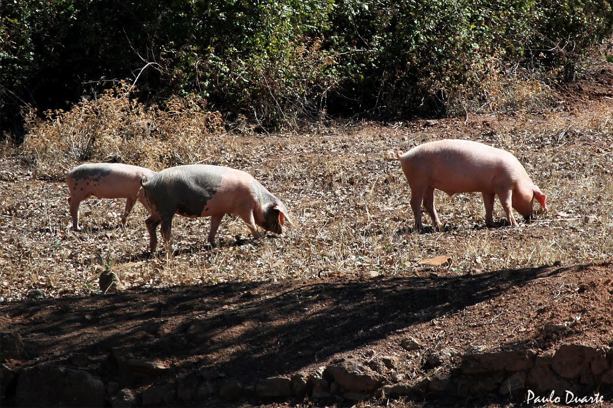 Vislumbres...: Eh, porquito, porquito, porquito!...
