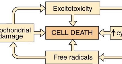 Epiphany: Excitotoxicity triggered by GABAa dysfunction