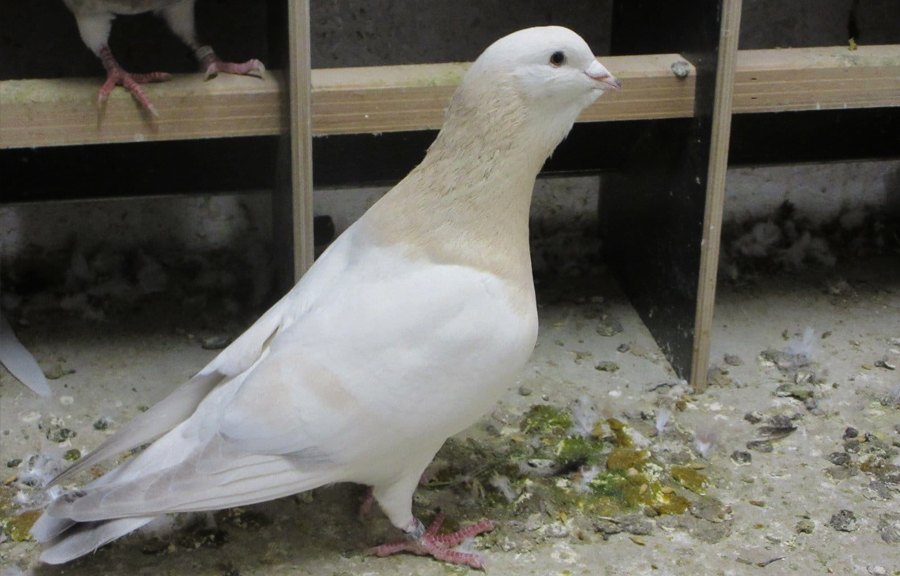 Basra Dewlap ( Messager de Bassorah ) - Pigeons fall