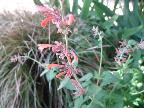 How To Care For Agastache – GrassIsGreener