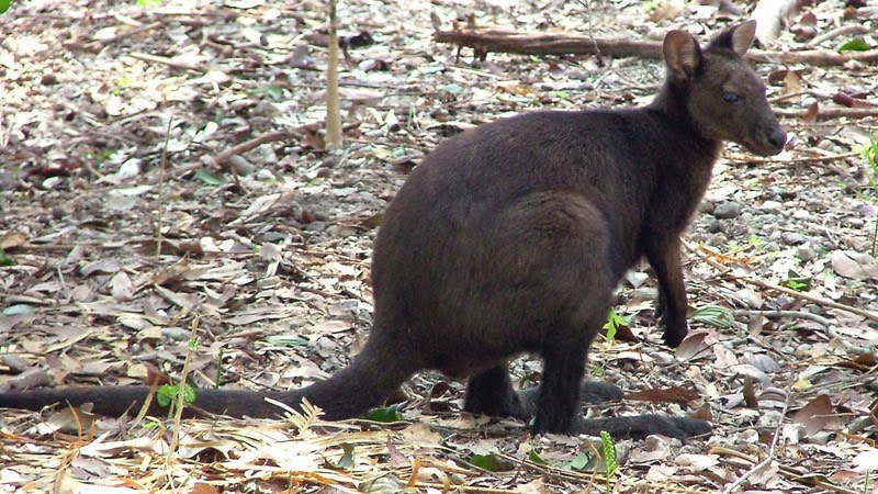 Black Wallaroo